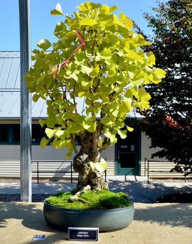 Take a peek at the mums, bonsai trees on display at Hershey Gardens ...