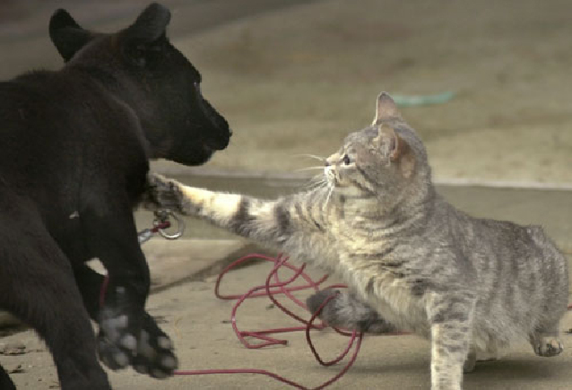 In the war of dogs vs. cats, there's a clear winner: dogs | Lifestyle ...