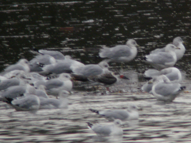 Local birders chase Hurricane Sandy for once-in-a-lifetime chance to ...