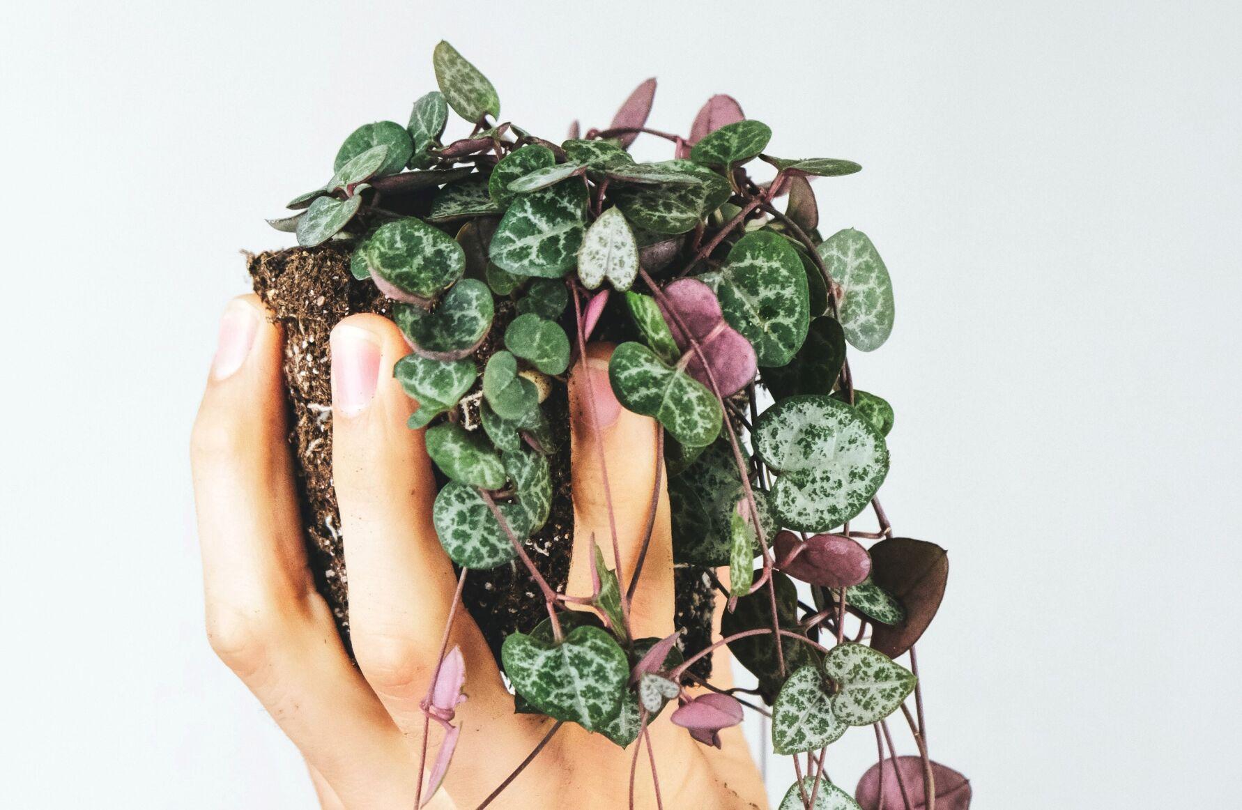 String of hearts, begonias: 9 of the easiest houseplants to share ...