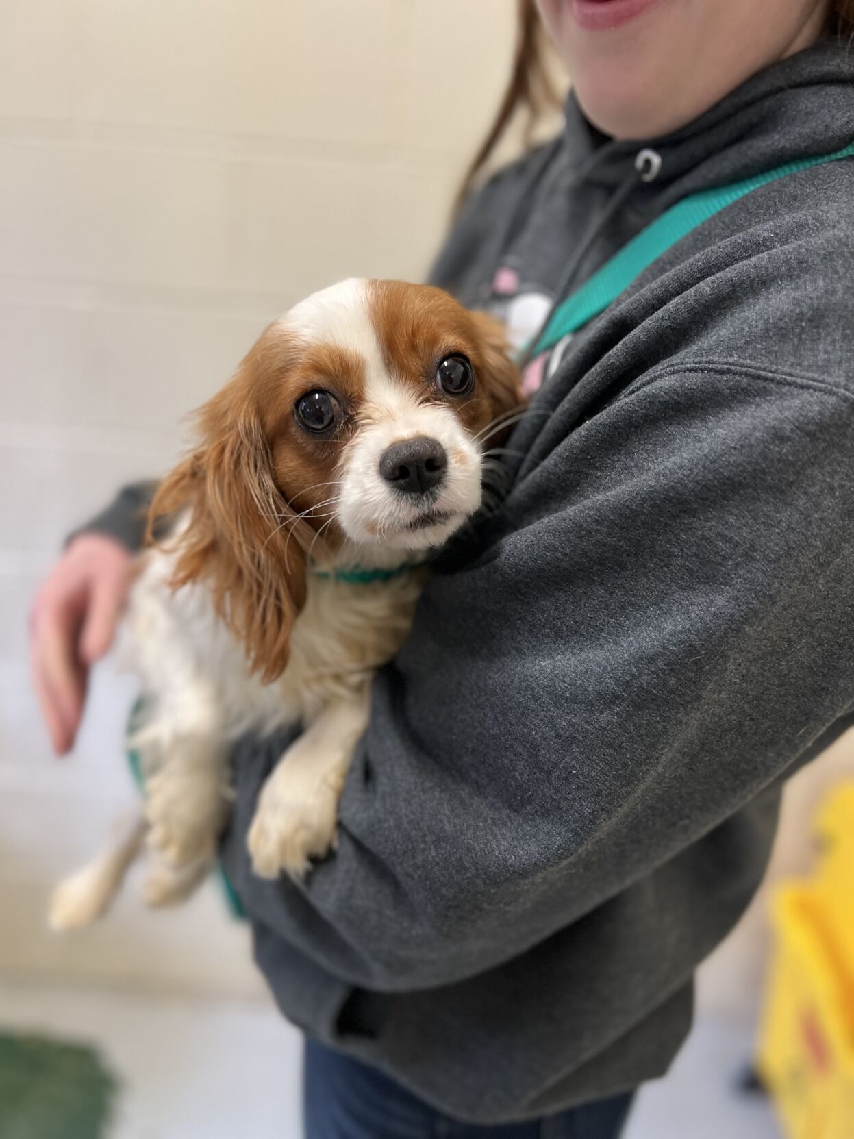 PSPCA removes 21 dogs from property in Gap | Local News ...