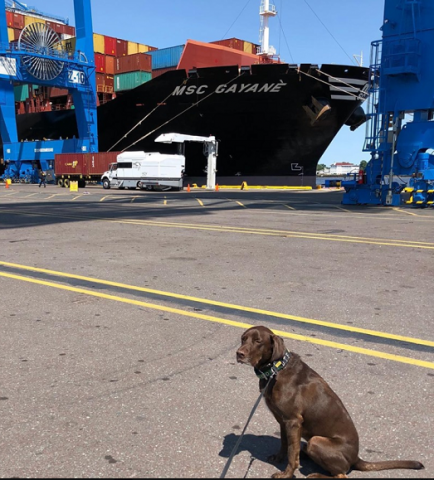 K-9 Bear involved in record-setting busts with the Lancaster County ...