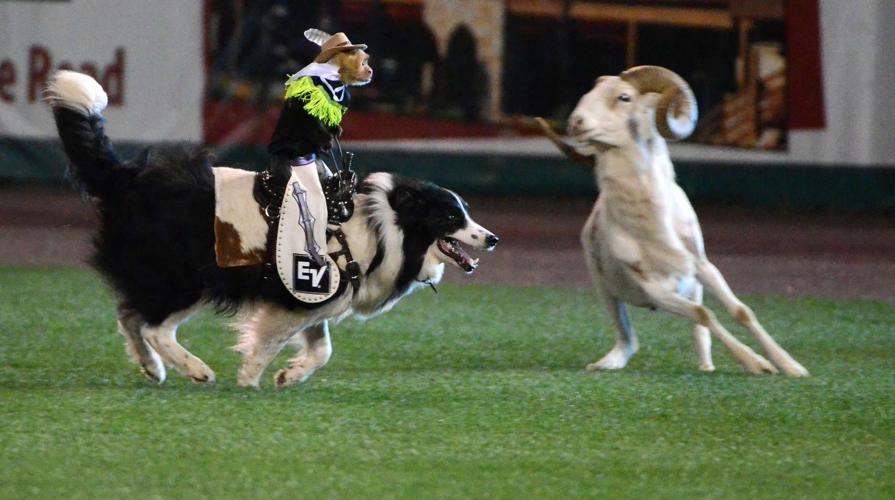 Cowboy Monkey at Barnstormers | | lancasteronline.com