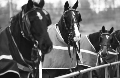 Through the Viewfinder: Not horsing around | Through The Viewfinder ...