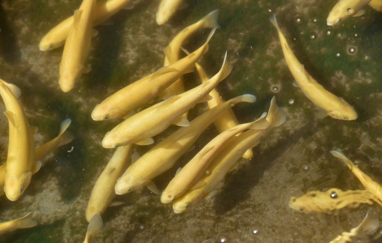 Trout grow for anglers, restaurants, markets at Limestone Springs ...