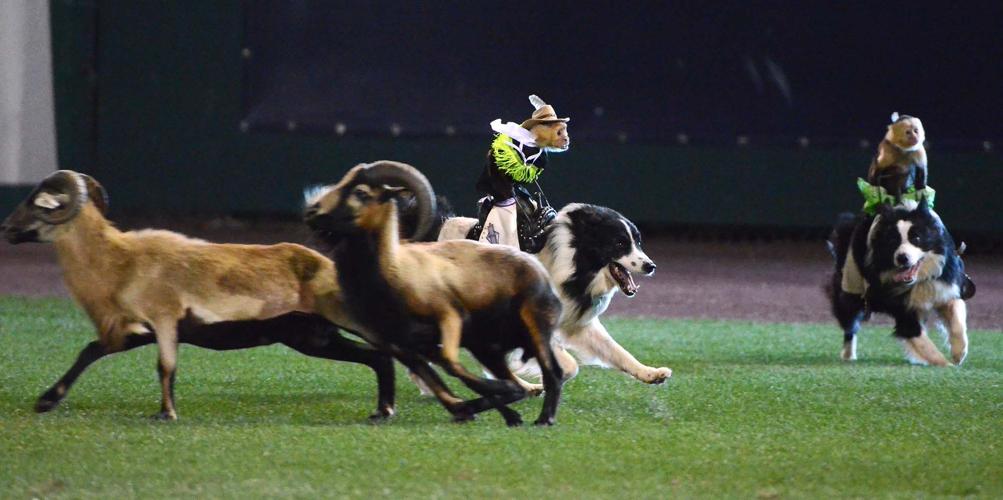 Cowboy Monkey at Barnstormers | | lancasteronline.com