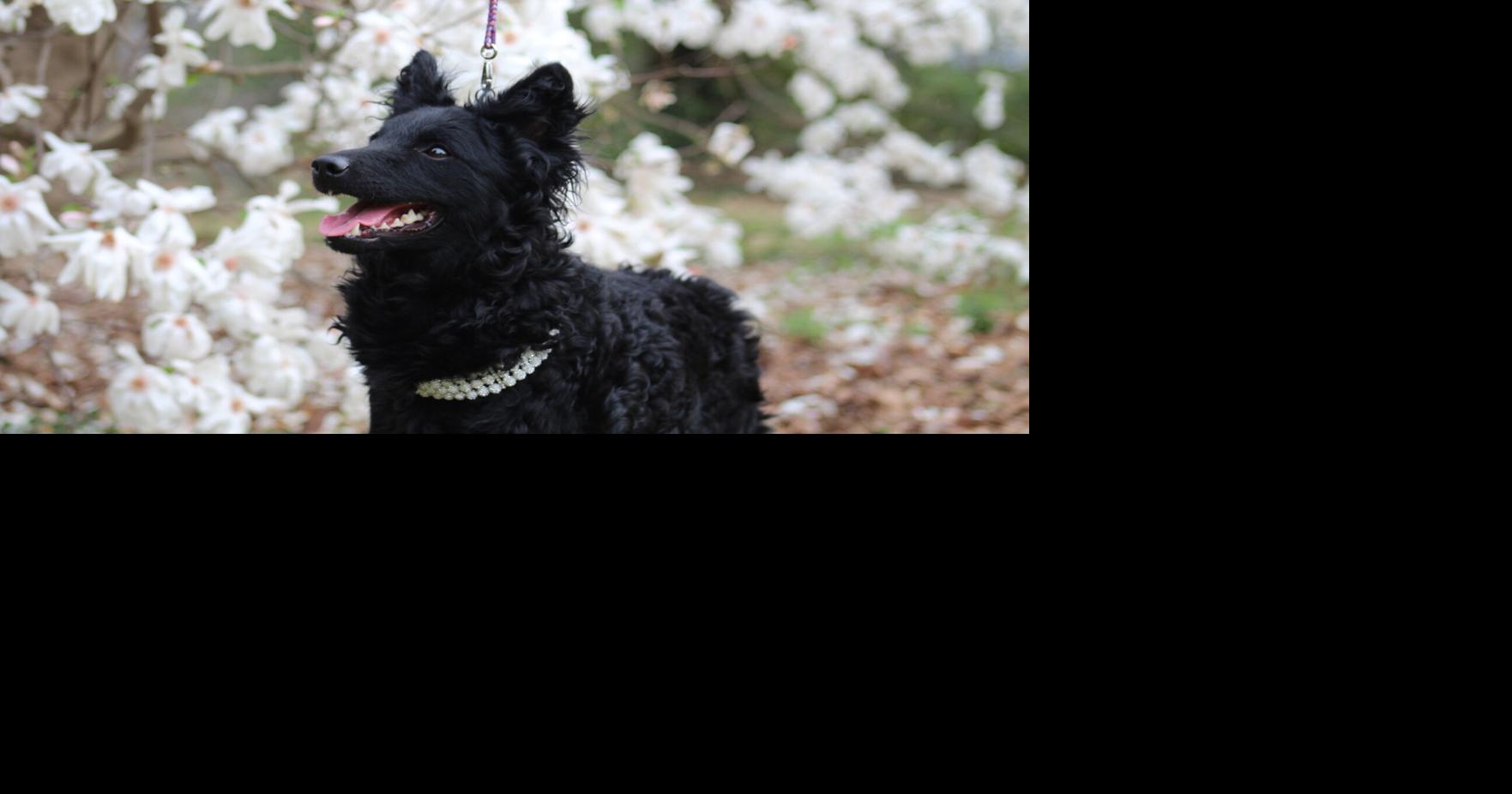 This East Donegal Twp. dog will be on TV Thanksgiving Day for National ...