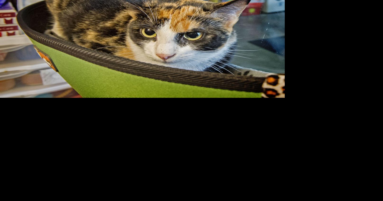 Lancaster SPCA seeking adopters, foster homes as shelter left without ...