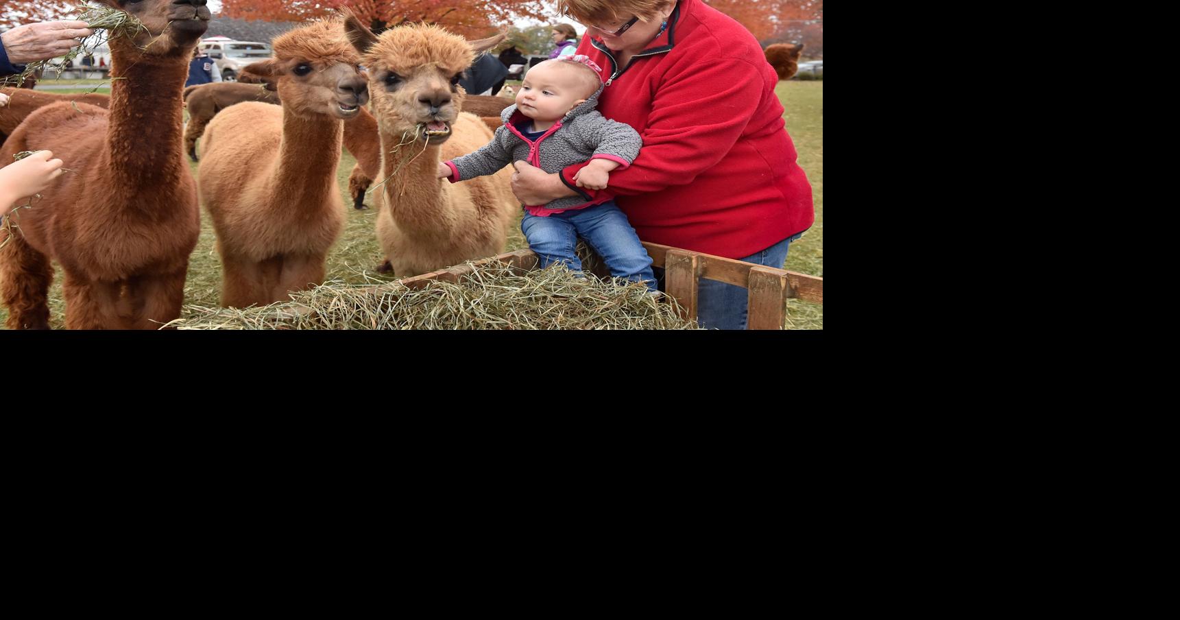 Thousands come to see alpacas at Mount Joy farm this weekend | News ...