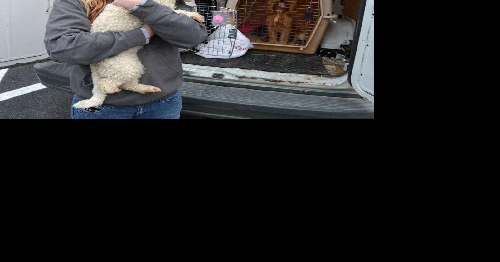 More than 50 dogs and counting: Animals seized from unlicensed breeding ...