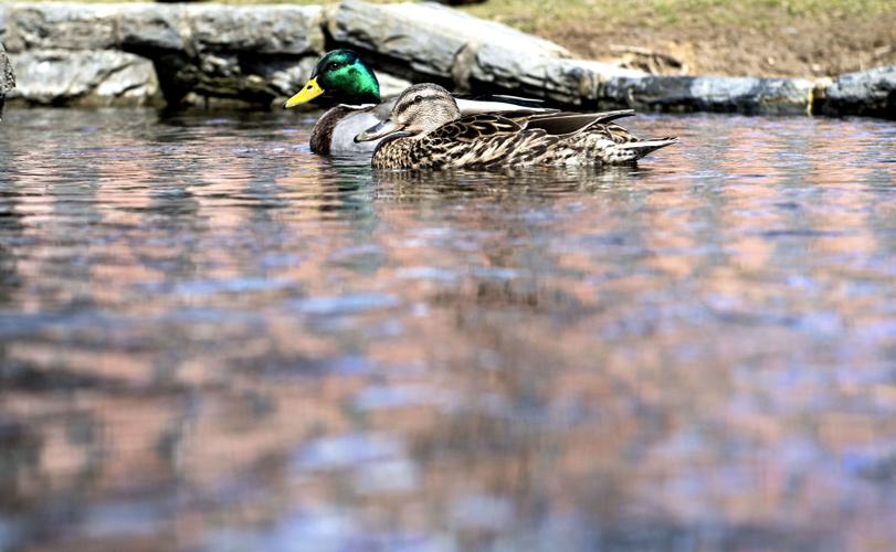 Feeding ducks, enjoying warmer weather in Lancaster County [photos ...