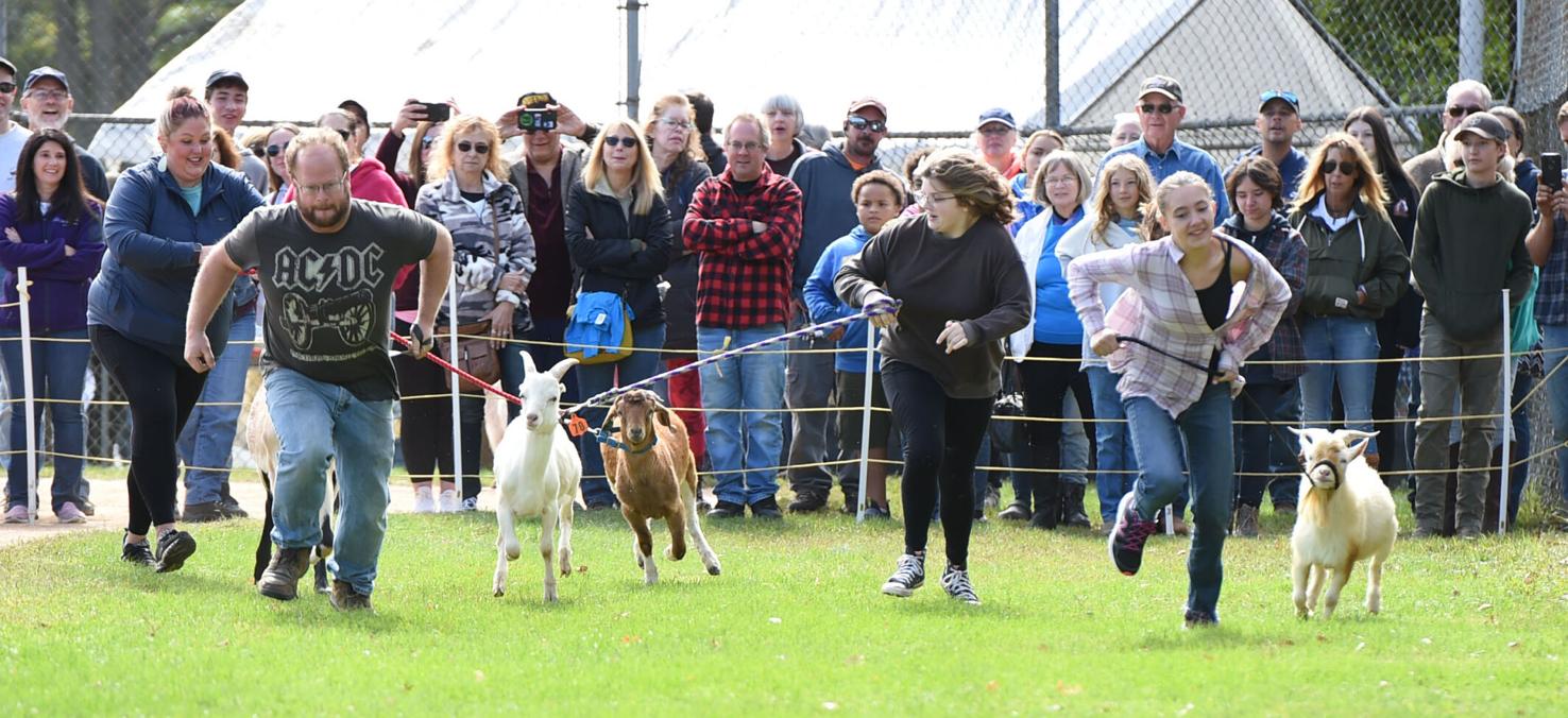 Falmouth Goat Races return for the first time since 2019 [photos ...