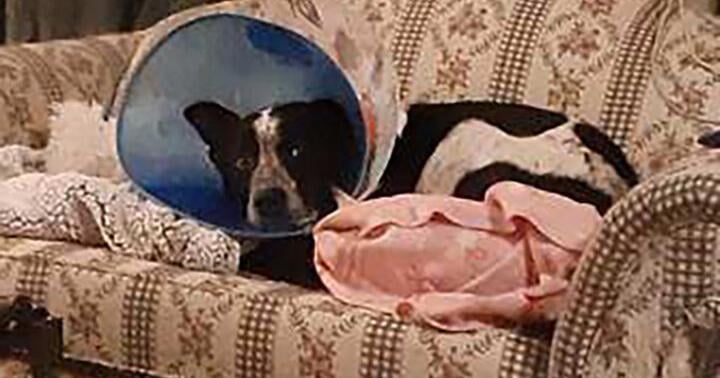 Third person involved in botched dog neutering in Ephrata Township ...