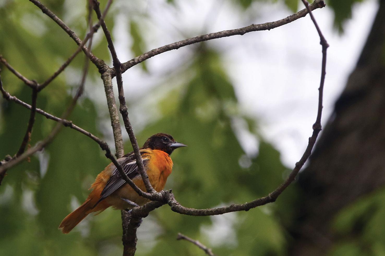 Want to try birding? Here are tips for beginners from the Lancaster ...