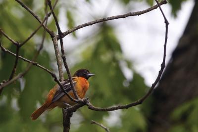 Want to try birding? Here are tips for beginners from the Lancaster ...