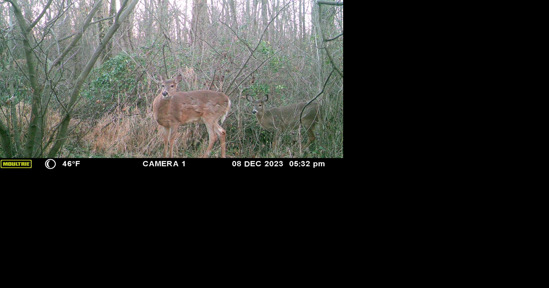 Pa. Game Commission promises at least one doe tag per hunter for 2024 ...