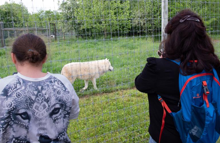 Wolf Sanctuary of PA raises money with music and art event [photos ...