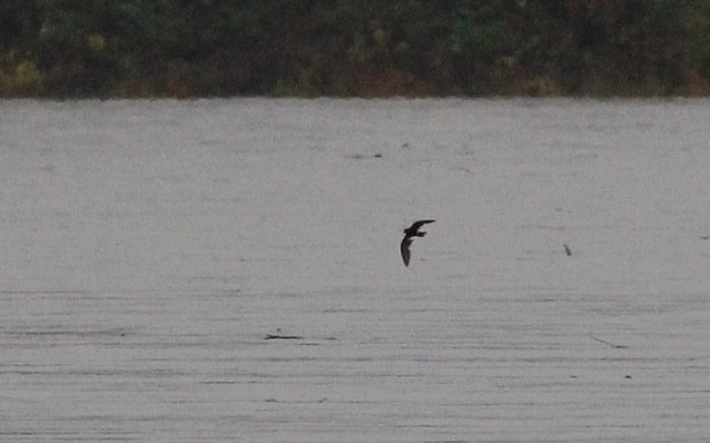 Local birders chase Hurricane Sandy for once-in-a-lifetime chance to ...