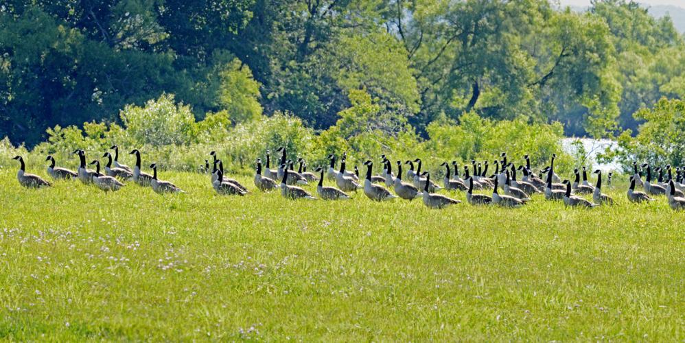 Game Commission bands Canada geese at Middle Creek [photos] | Outdoors ...