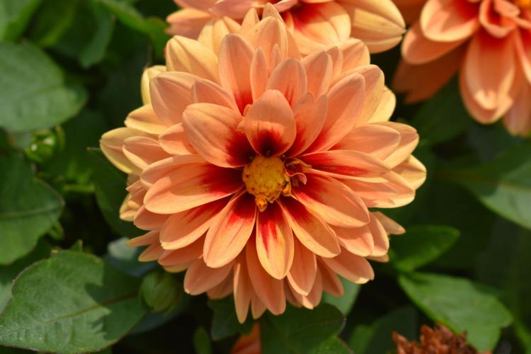 Favorite plants from the Lancaster County Flower Trial | Home & Garden ...