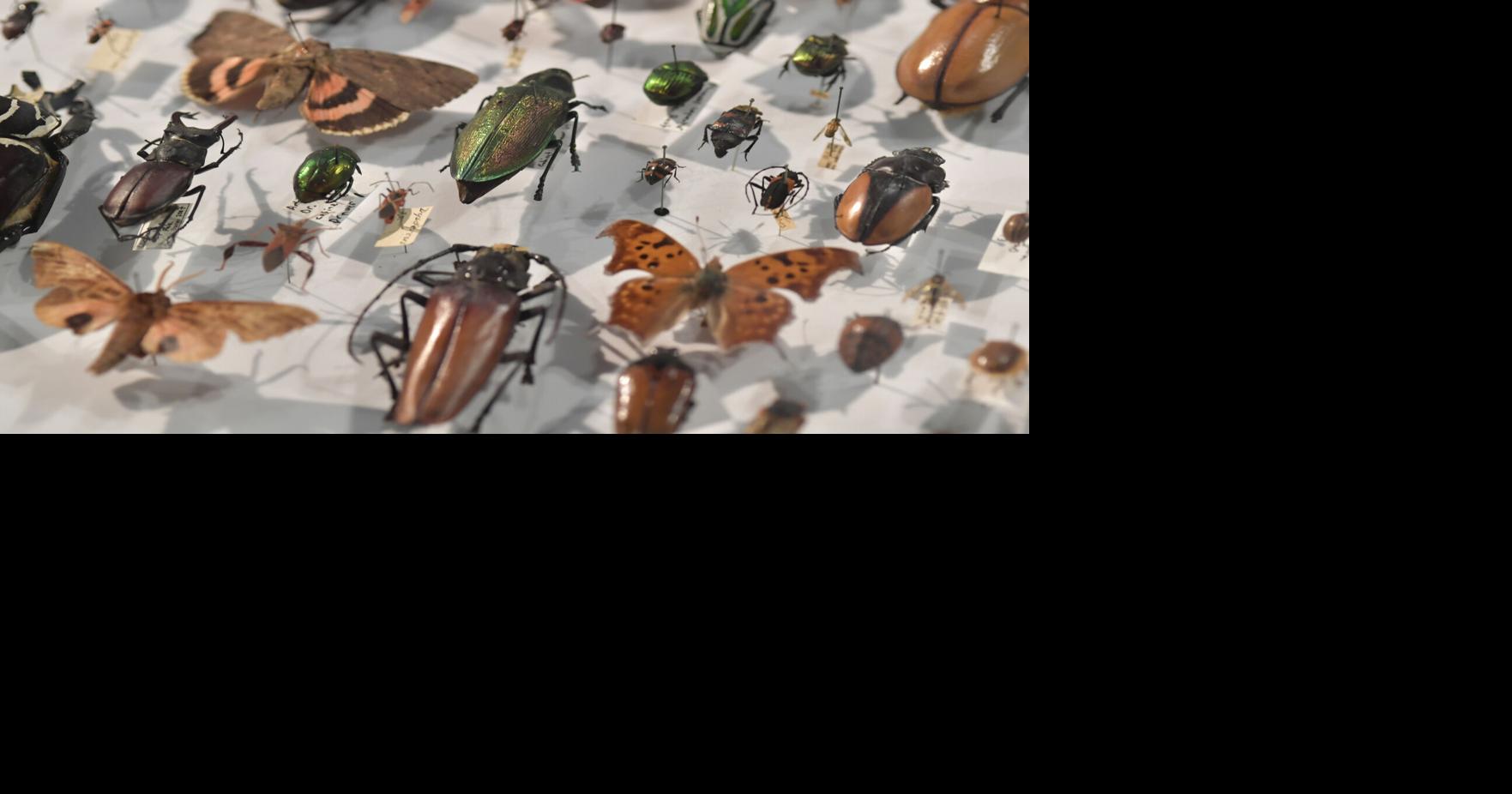 North Museum's newest exhibition is all about bugs [photos ...