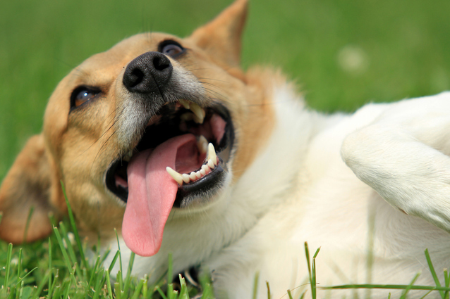 Cork the corgi awaits a new home | Lifestyle | lancasteronline.com