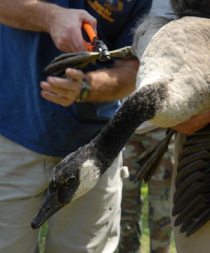 Goose roundup a big success | News | lancasteronline.com