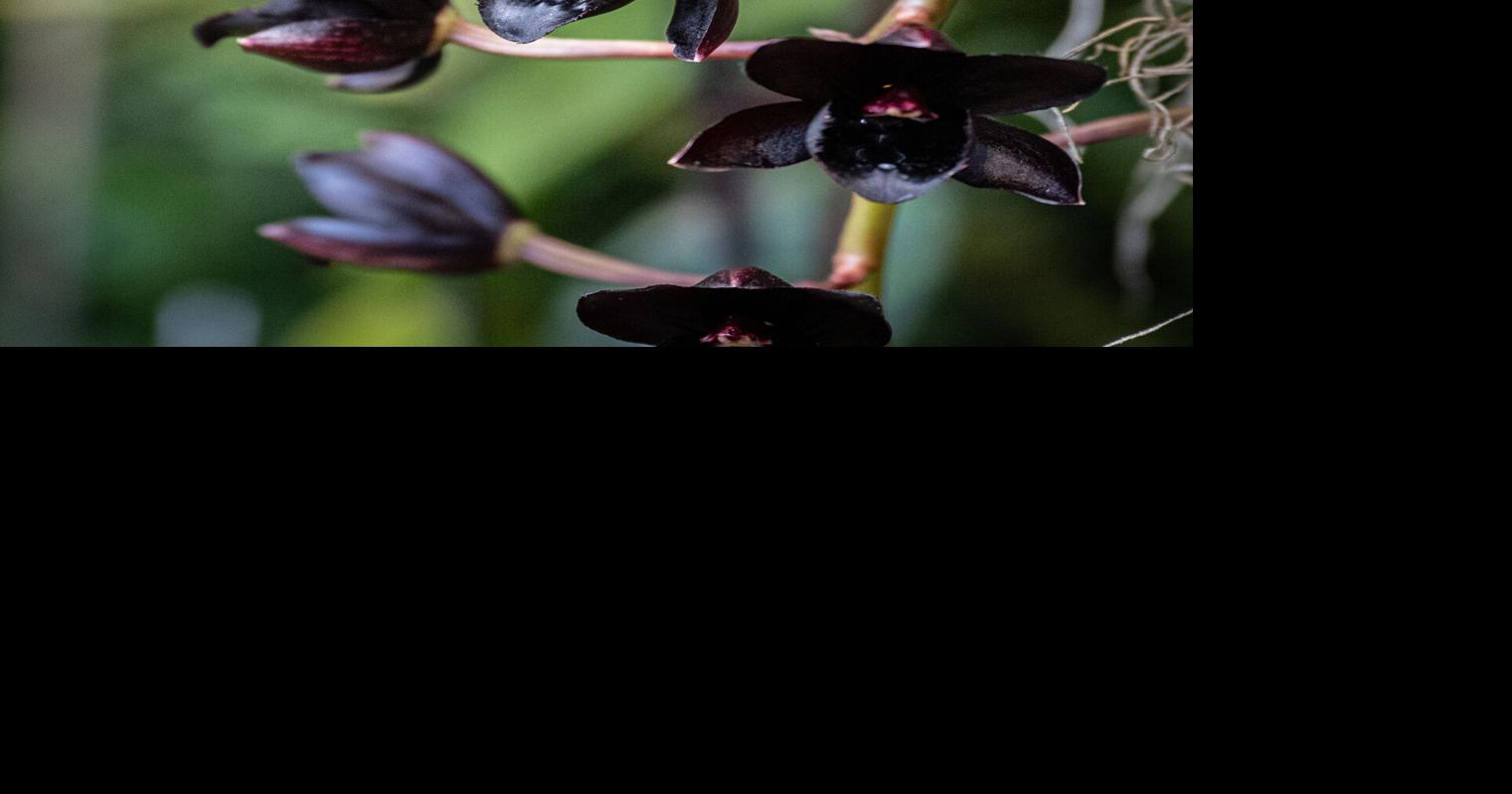 1,000 orchids bloom this weekend in an indoor escape from winter at ...