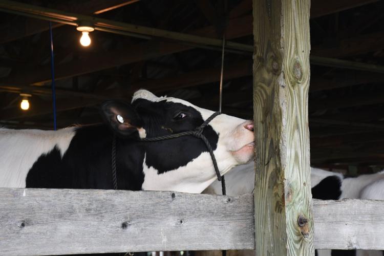 Families enjoy farm fun at West Lampeter Community Fair [photos ...