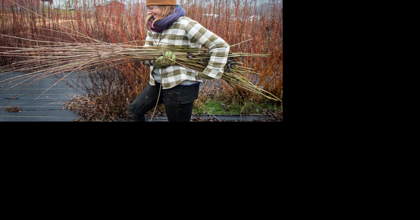 Growing willow trees, an agriculture experiment | Home & Garden ...