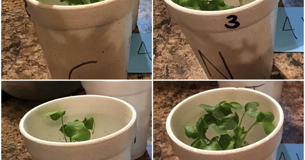 How do plants react to different types of music? This science fair ...