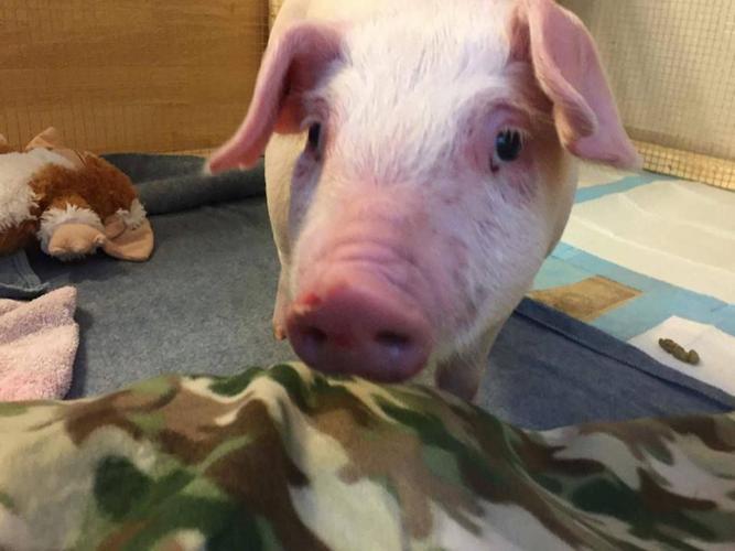 Rescued piglet fighting for his life after tumbling from trailer on ...