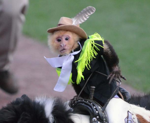 Cowboy Monkey at Barnstormers | | lancasteronline.com