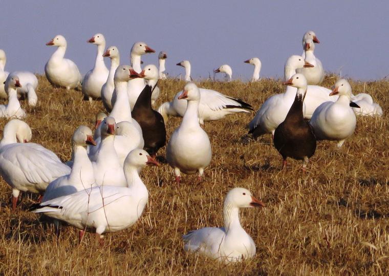 5 cool facts about snow geese | Local News | lancasteronline.com