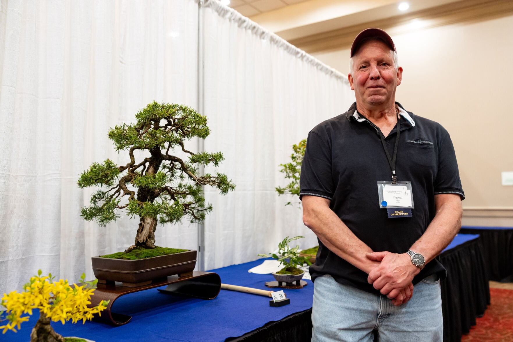 How (and why) bonsai growers turn trees into living sculpture [photos ...