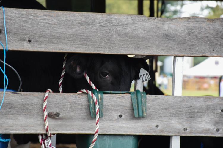 Families enjoy farm fun at West Lampeter Community Fair [photos ...