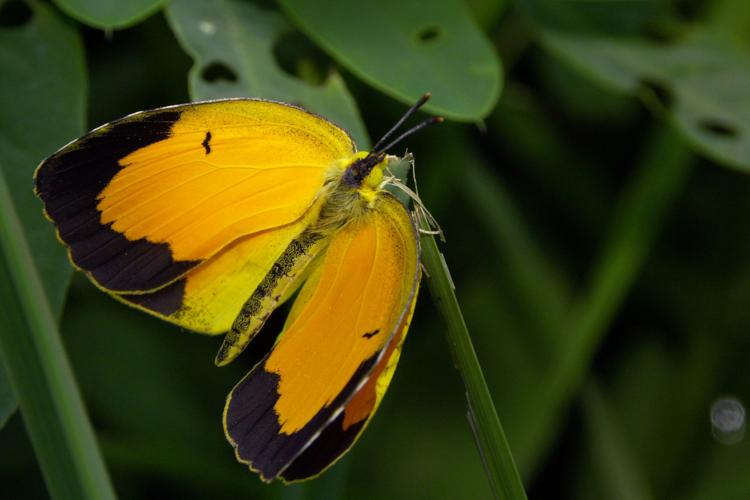 What's happened to Lancaster County's butterflies this summer ...