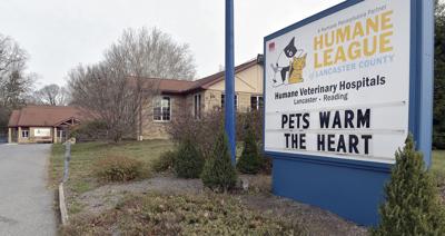 Special cat adoption fees at Humane League July 8-10 | Local News ...