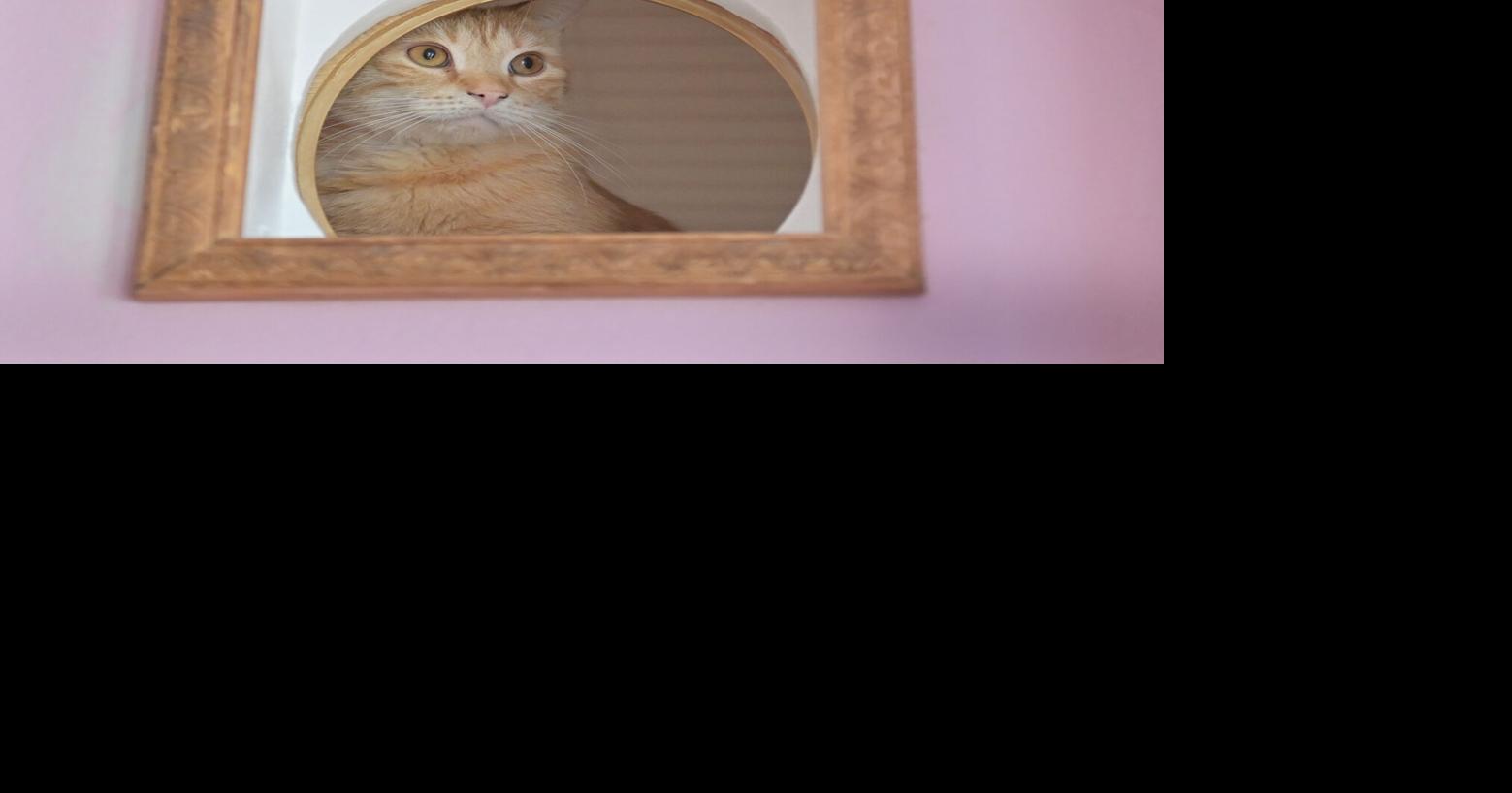 What's the LanCATster Cat Cafe like? A pair of LNP reporters find out ...