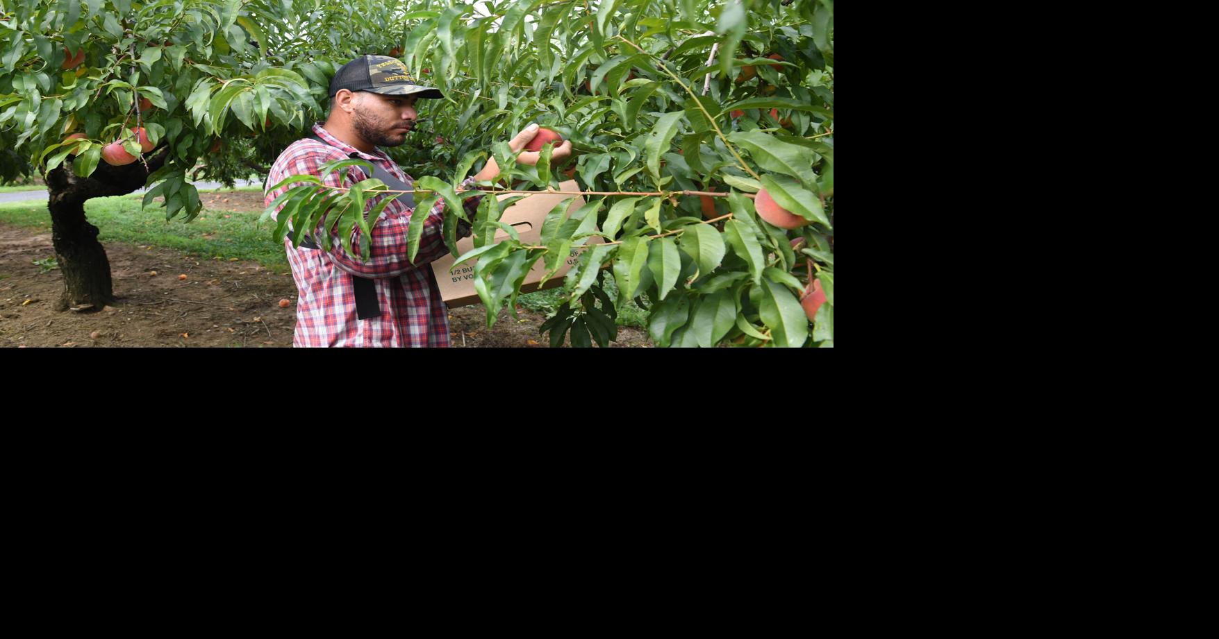 Factory, farm workers in Lancaster County confront heat stress [photos ...