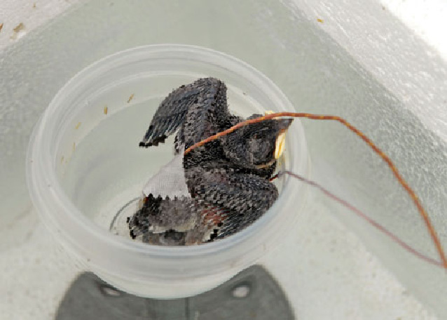 Lessons learned from lowly swallows | News | lancasteronline.com