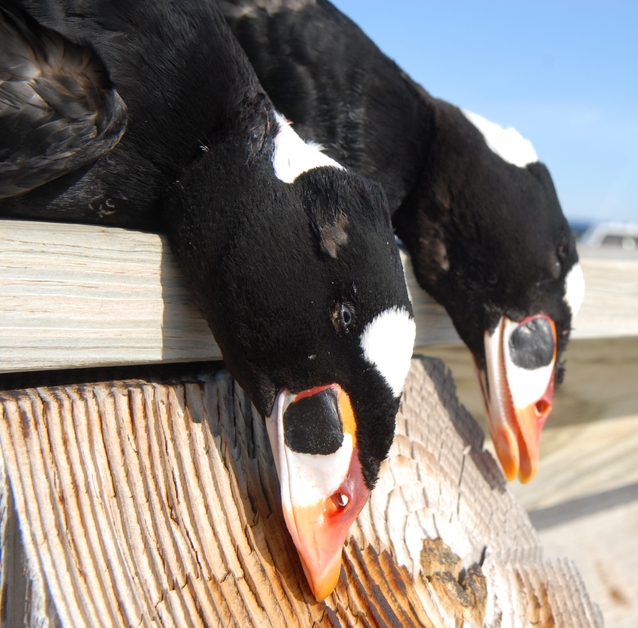 Sea ducks on the Chesapeake | Sports | lancasteronline.com