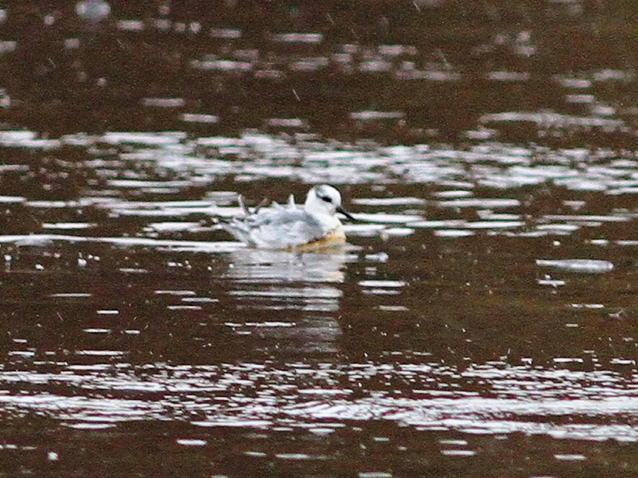Local birders chase Hurricane Sandy for once-in-a-lifetime chance to ...