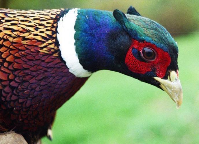 multicolored pheasants