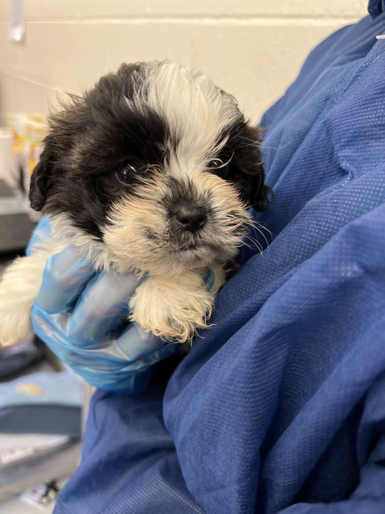 PSPCA removes 21 dogs from property in Gap | Local News ...