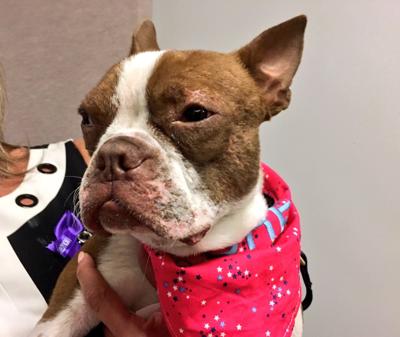 Animal-welfare package including Libre's Law passes committee, goes to ...