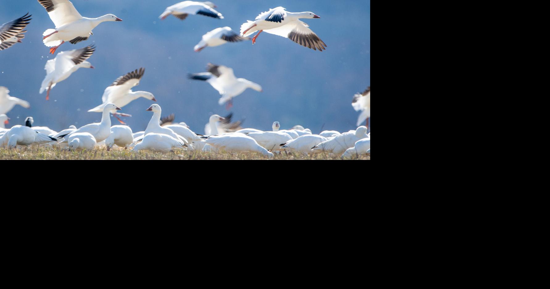 Snow geese peak numbers potentially drop from 2022 | Local News ...