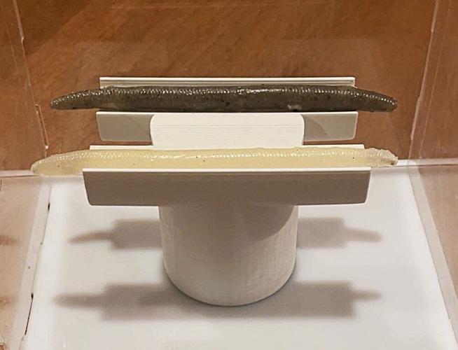 Lancaster County science fair champ's biodegradable fishing lure earns ...