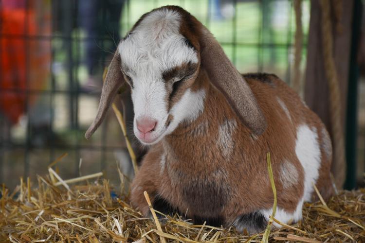 Families enjoy farm fun at West Lampeter Community Fair [photos ...