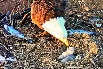 Watch Eagle Cam eagle feed its 'kid' its first meal of fish | Local ...